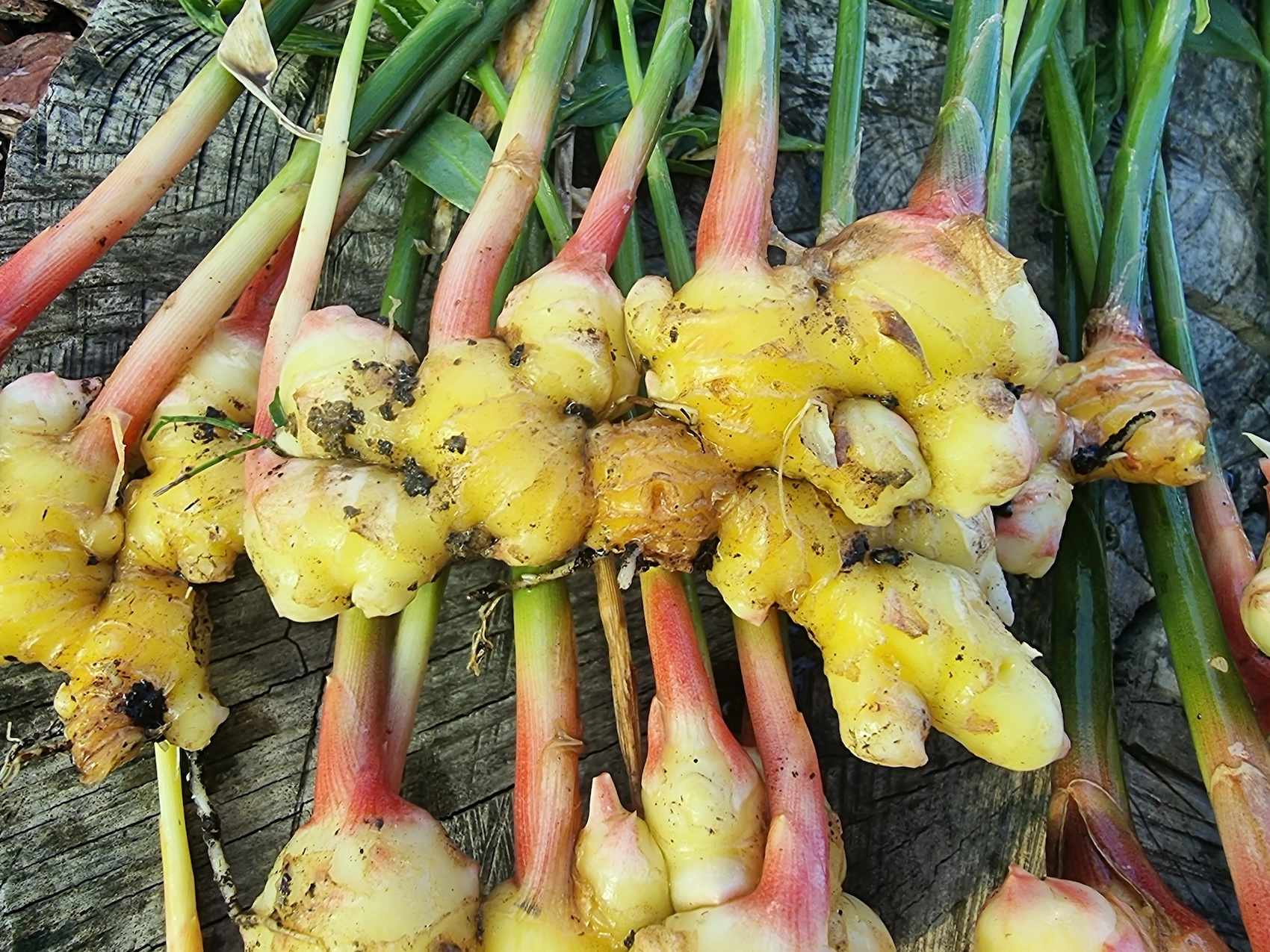 Jak uprawiać imbir w domu? - czy da się?